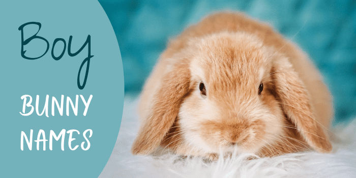 350+ Bunny Names for Your Floppy-Eared Friend (From Acorn to Zeus ...