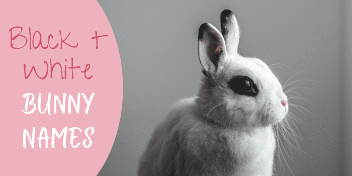 350+ Bunny Names for Your Floppy-Eared Friend (From Acorn to Zeus ...