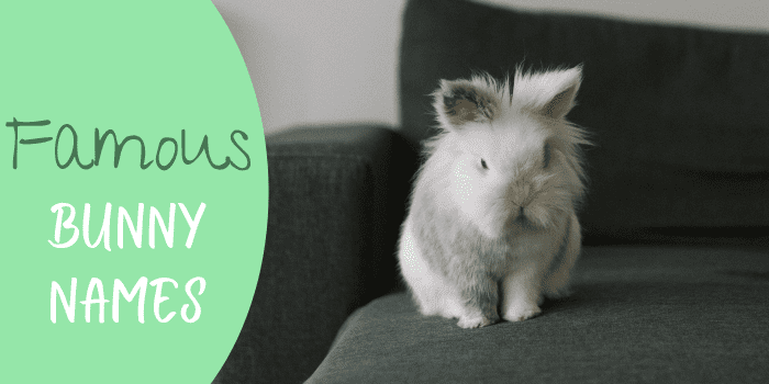 350+ Bunny Names for Your Floppy-Eared Friend (From Acorn to Zeus ...