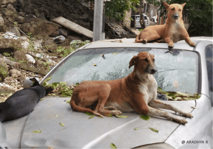 10 Interesting Facts About Indian Pariah Desi Dogs - HubPages