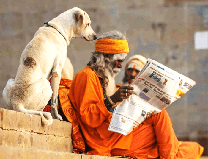 10 Interesting Facts About Indian Pariah Desi Dogs - HubPages