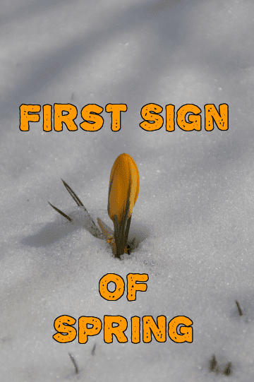 Poem: First Sign of Spring - HubPages