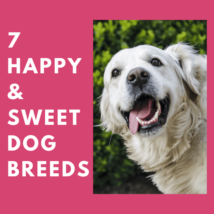 Seven Happy Dog Breeds That Your Family Will Love - PetHelpful