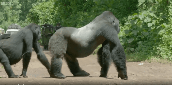 How This Gorilla Define Leadership and Responsibility - HubPages