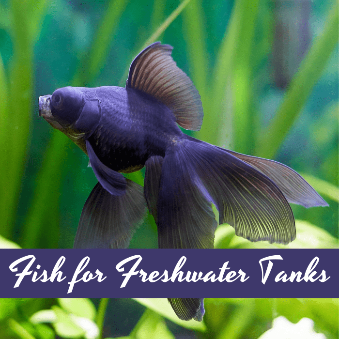 How to Choose Fish for a Freshwater Tank - HubPages