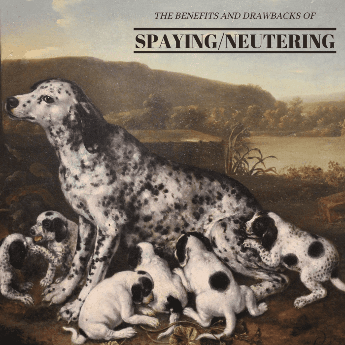 Spaying or Neutering Your Dog: Pros and Cons - HubPages