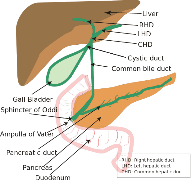 Gallbladder Problems: Gallstones - HubPages