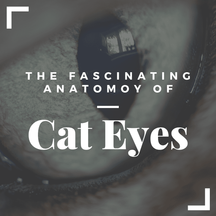 The Anatomy and Function of a Cat's Eye - HubPages