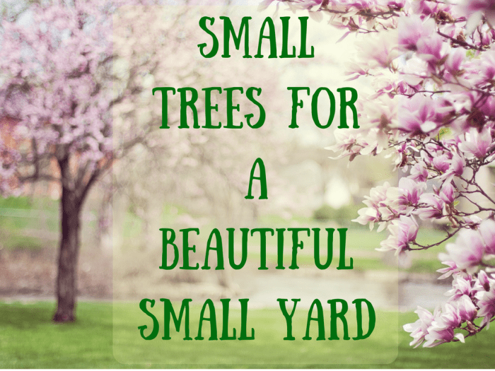 39 Small Trees (Under 30 Feet) for a Small Yard or Garden - Dengarden