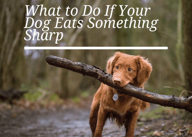 What to Do If Your Dog Swallows Something Sharp - HubPages