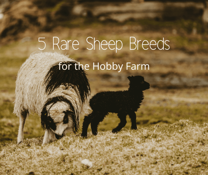 Five Rare Sheep Breeds for the Hobby Farm - HubPages