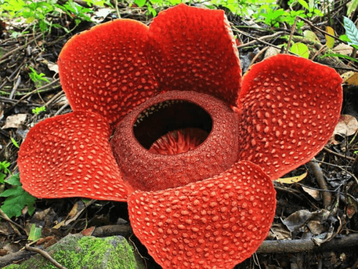 10 Most Beautiful Flowering Plants From the Philippines - HubPages