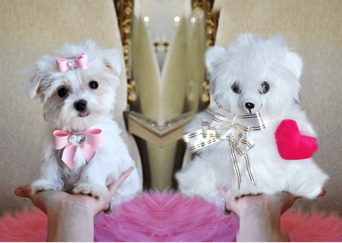 25 Dog Breeds That Look Like Teddy Bear - HubPages