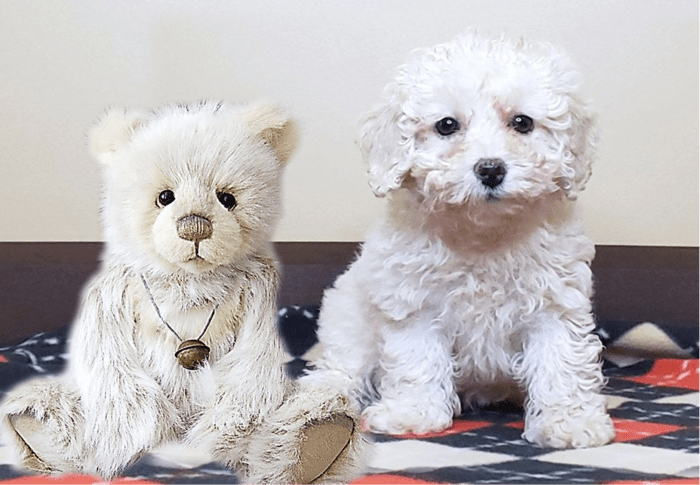 25 Dog Breeds That Look Like Teddy Bear - HubPages