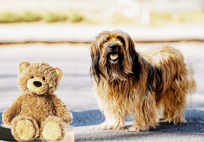 25 Dog Breeds That Look Like Teddy Bear - HubPages