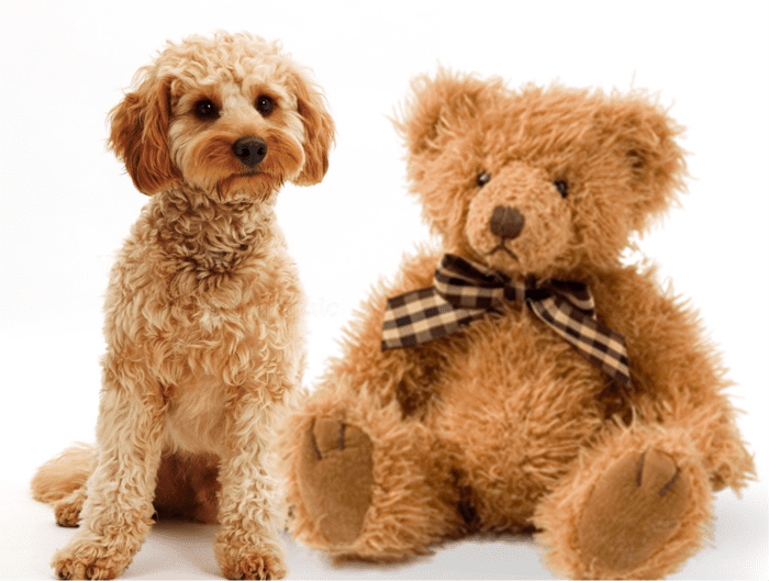 25 Dog Breeds That Look Like Teddy Bear - HubPages