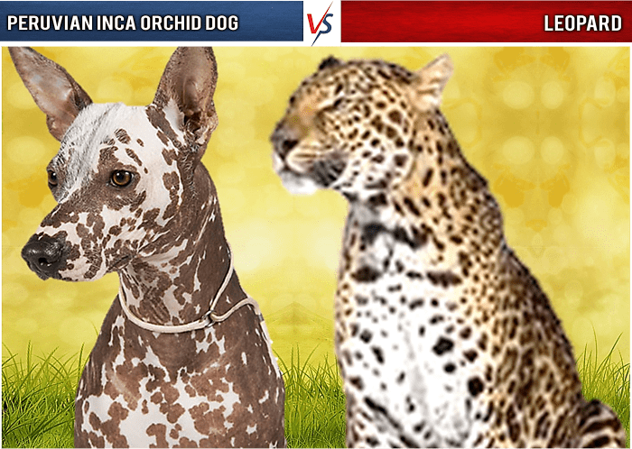 12 Dogs That Look Like Wild Animals - HubPages