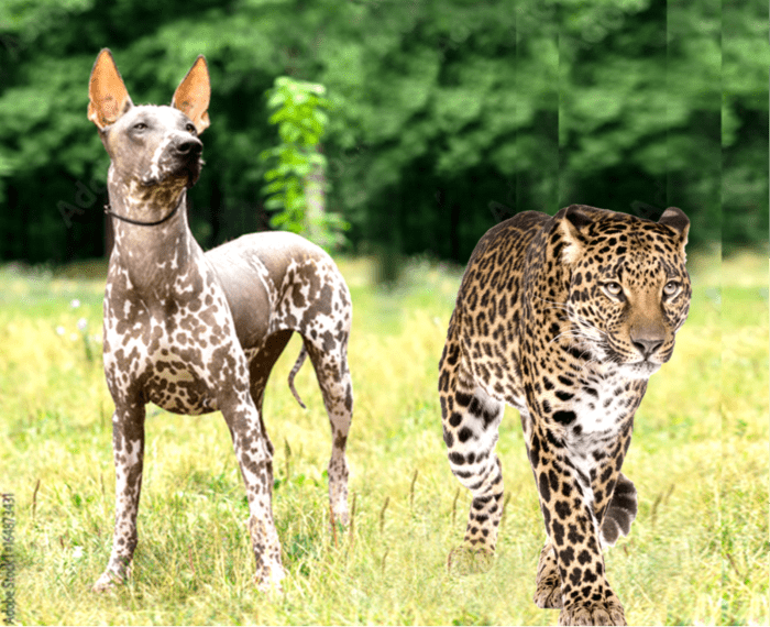 12 Dogs That Look Like Wild Animals - HubPages