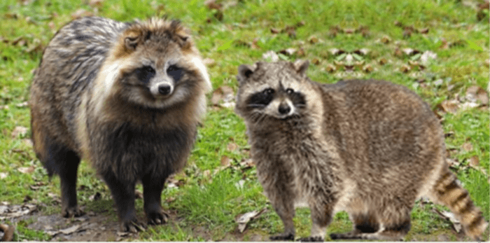 12 Dogs That Look Like Wild Animals - HubPages