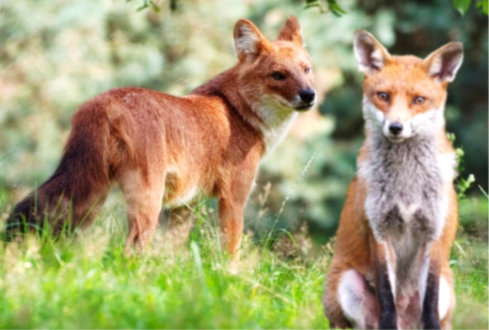 12 Dogs That Look Like Wild Animals - HubPages