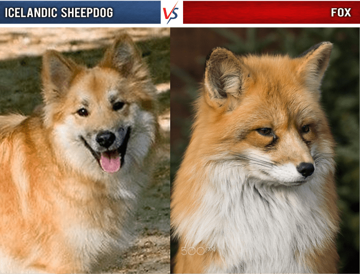 15 Dogs That Look Like Foxes - HubPages