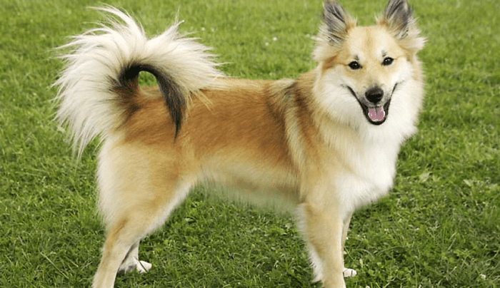 15 Dogs That Look Like Foxes - HubPages
