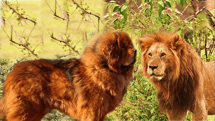 11 Dogs That Look Like Lions - HubPages