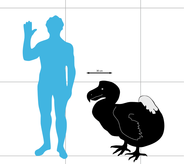 Dodo: Extinction of a Helpless Bird - HubPages