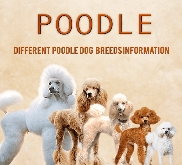 Different Types of Poodle Dog Breed Information, Pictures ...