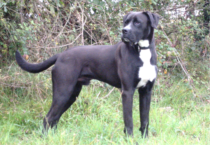 21 Most Popular Labrador Retriever Mix Dog Breeds - HubPages