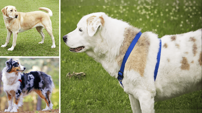 21 Most Popular Labrador Retriever Mix Dog Breeds - HubPages