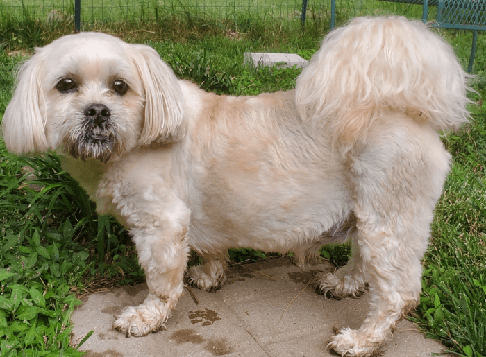 21 Most Popular Labrador Retriever Mix Dog Breeds - HubPages