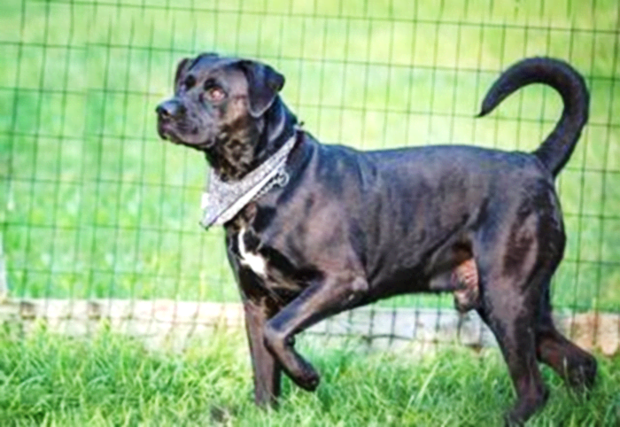 21 Most Popular Labrador Retriever Mix Dog Breeds - HubPages