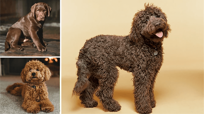 21 Most Popular Labrador Retriever Mix Dog Breeds - HubPages