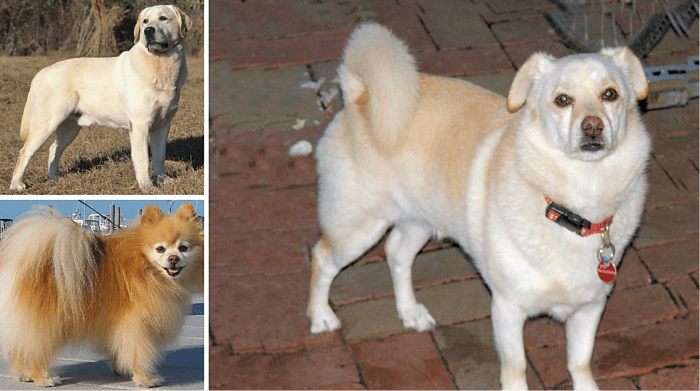 21 Most Popular Labrador Retriever Mix Dog Breeds - HubPages