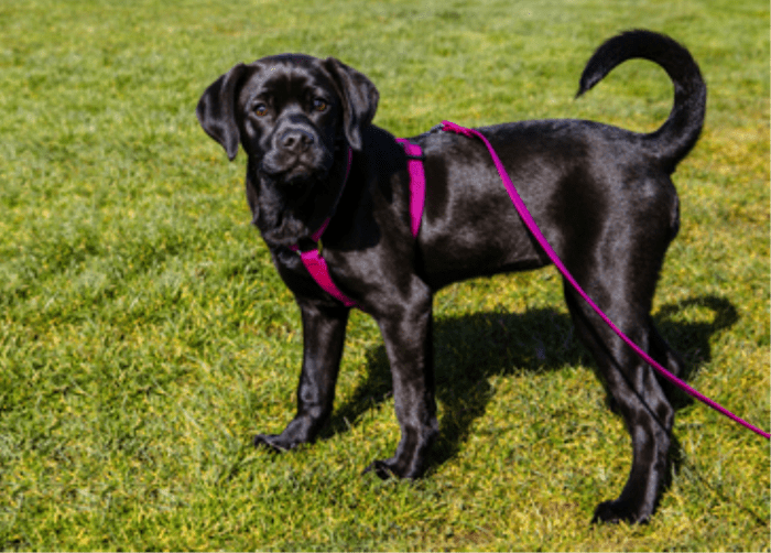 21 Most Popular Labrador Retriever Mix Dog Breeds - HubPages