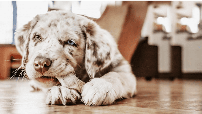 21 Most Popular Labrador Retriever Mix Dog Breeds - HubPages