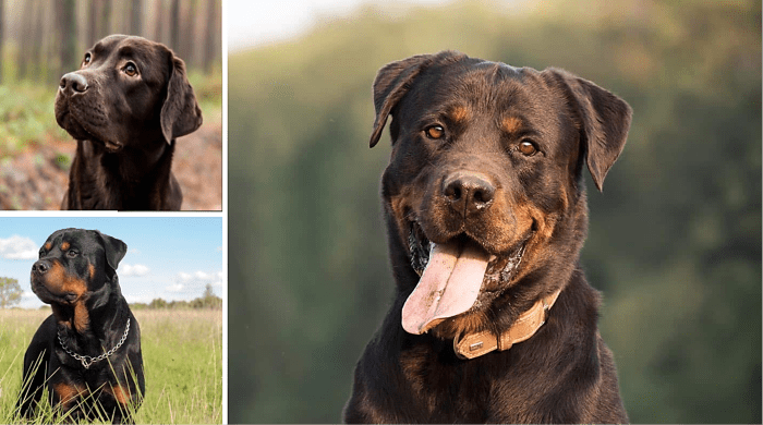 21 Most Popular Labrador Retriever Mix Dog Breeds - HubPages