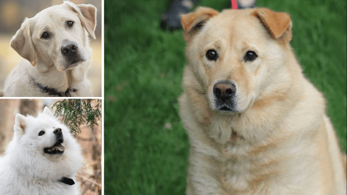 21 Most Popular Labrador Retriever Mix Dog Breeds - HubPages