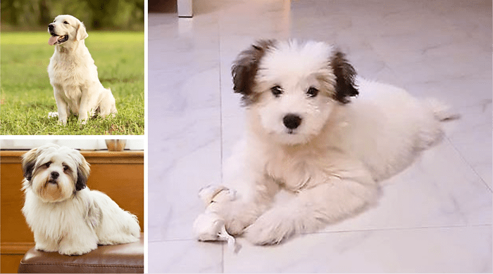 21 Most Popular Labrador Retriever Mix Dog Breeds - HubPages