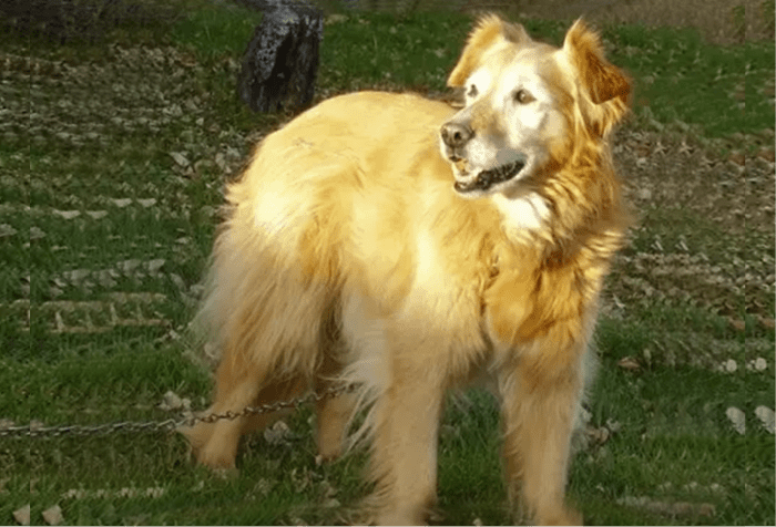 11 Most Popular Golden Retriever Mix Dogs - HubPages