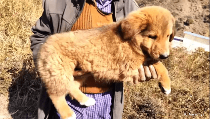 Bakharwal Dog Breed Information, Facts & Characteristics - HubPages