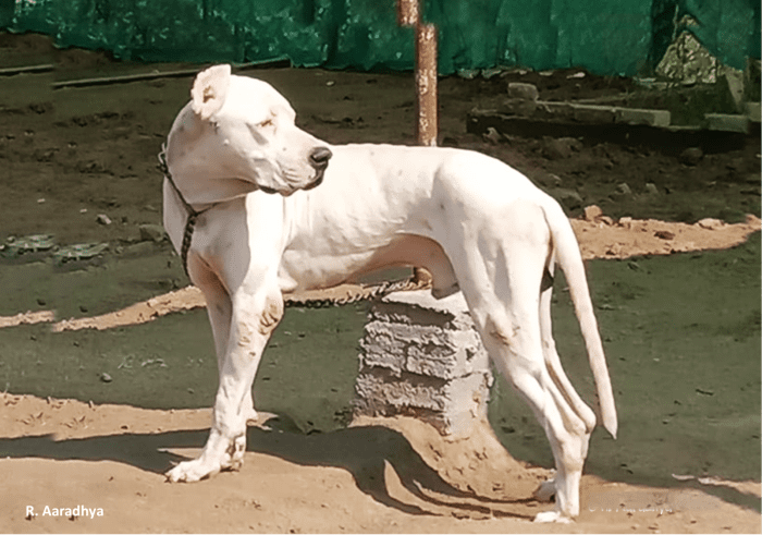 Bully Kutta (Indian Mastiff) Dog Breed Information, Facts & Characteristics - HubPages
