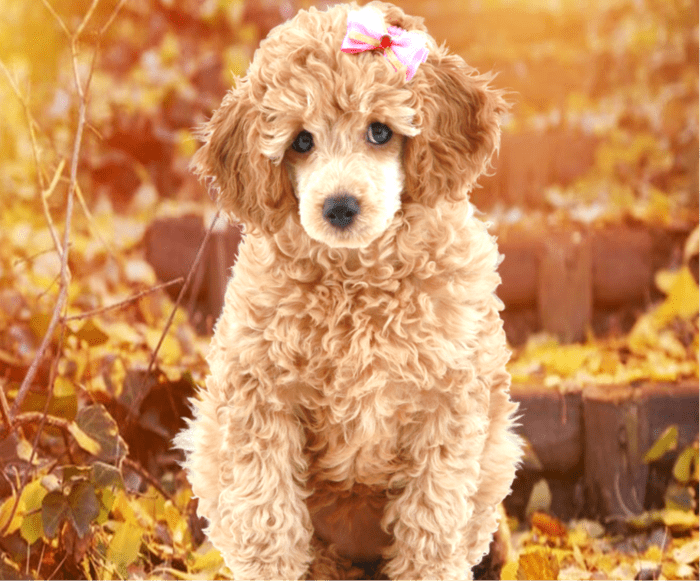 10 Reason Why Poodle Make A Good Family Dog - HubPages