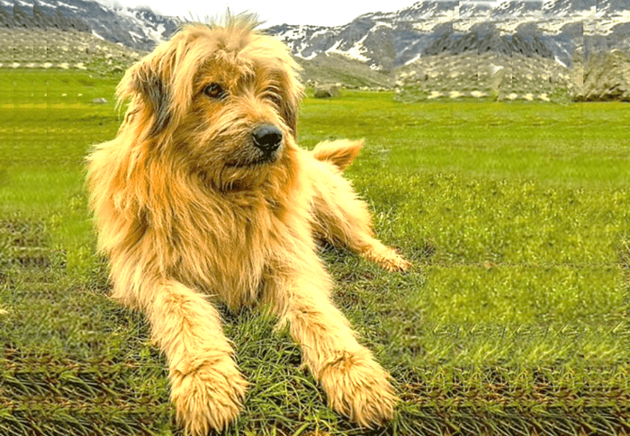 Baan Gaddi (Indian Sheepdog) Breed Information, Picture ...