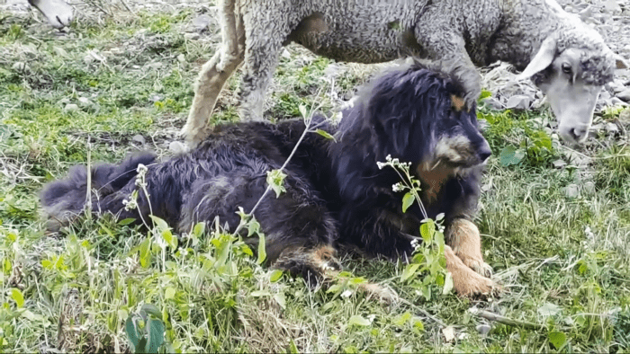 Baan Gaddi (Indian Sheepdog) Breed Information, Picture ...