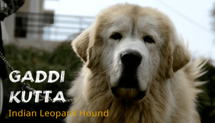 Gaddi Kutta: The Indian Leopard Hound - HubPages