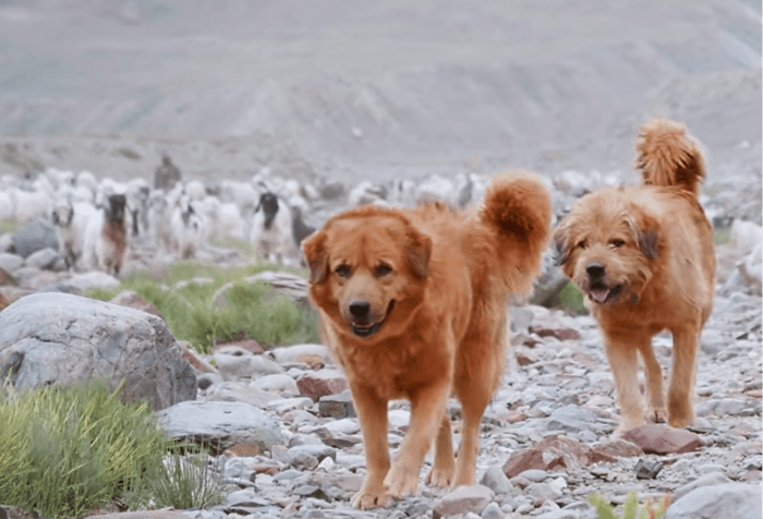 Gaddi Kutta: The Indian Leopard Hound - HubPages