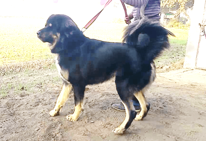 Gaddi Kutta: The Indian Leopard Hound - HubPages
