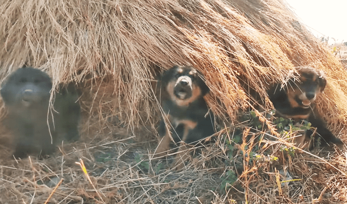 Gaddi Kutta: The Indian Leopard Hound - HubPages